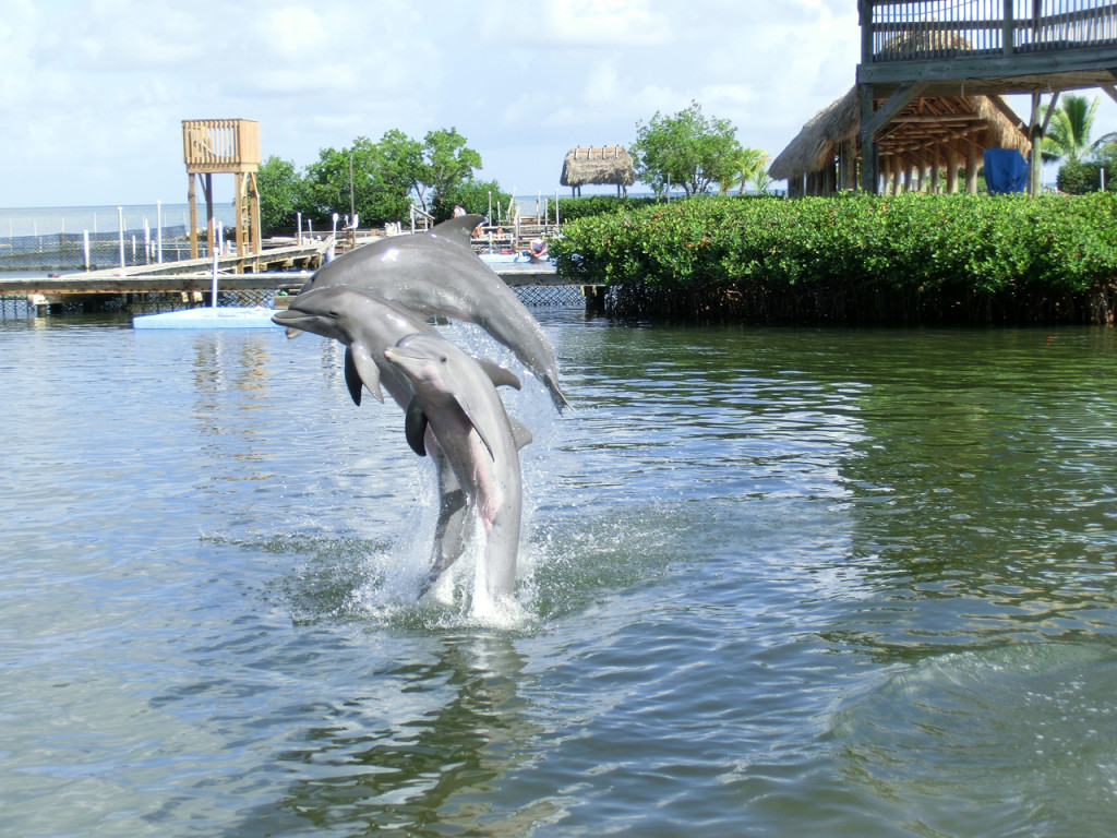 Springende Delfine im DRC in Marathon - Reisetipps weltweit
